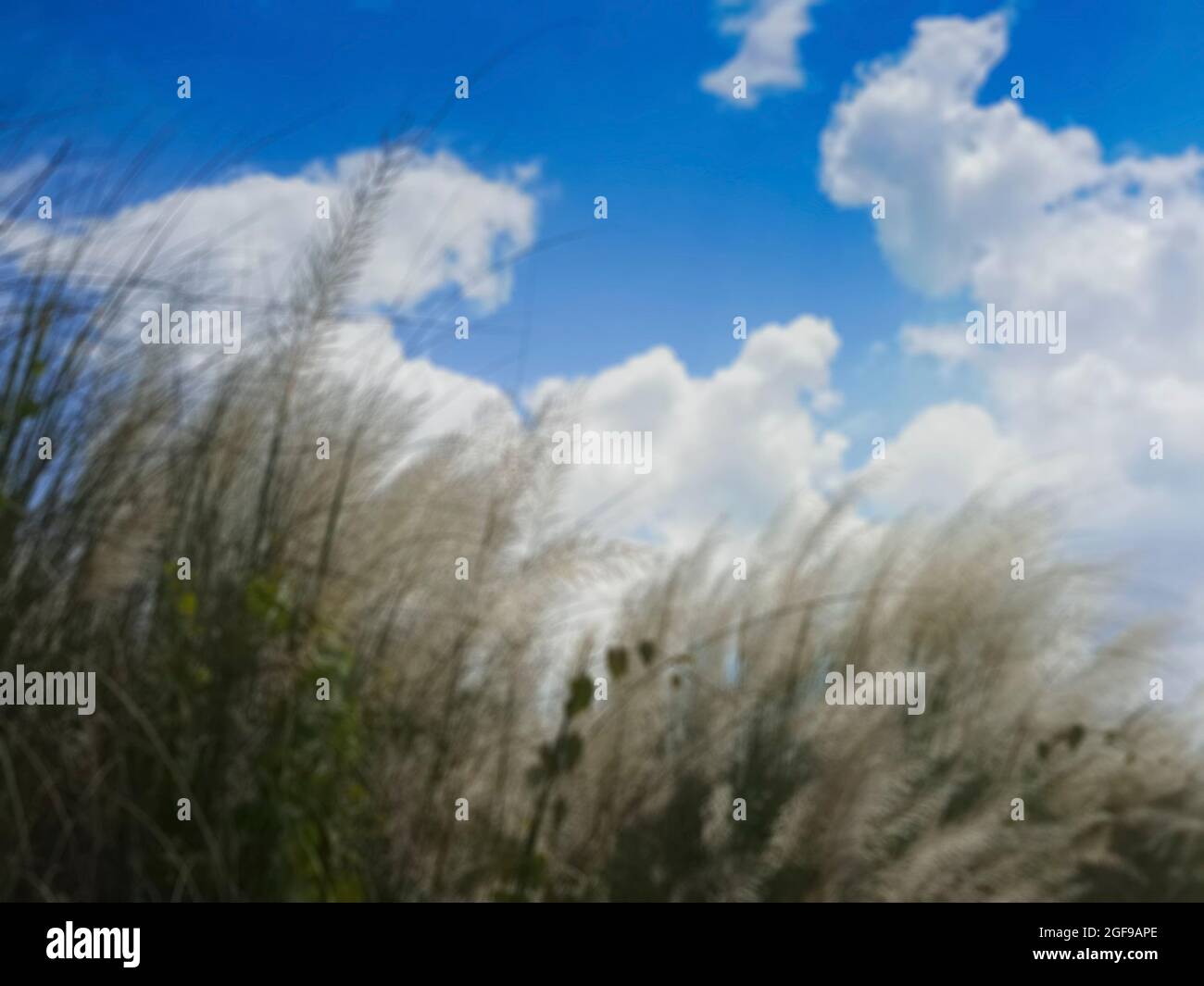 Blurred Kaash ful or Kans grass oscillating in breeze, Saccharum ...