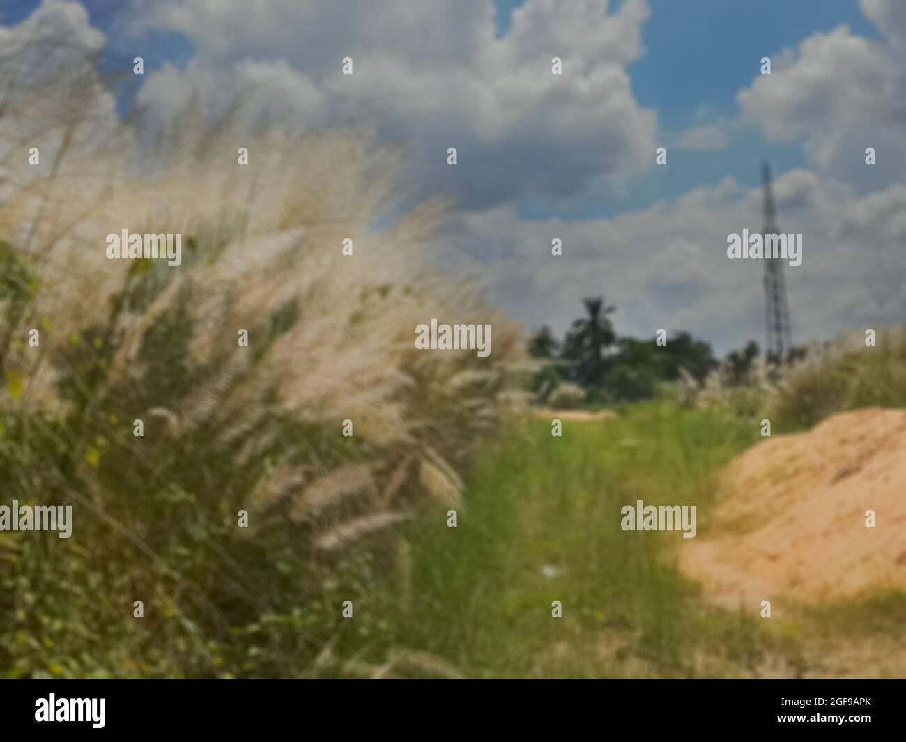 Blur Kaash ful or Kans grass gyrating in breeze, Saccharum spontaneum ...