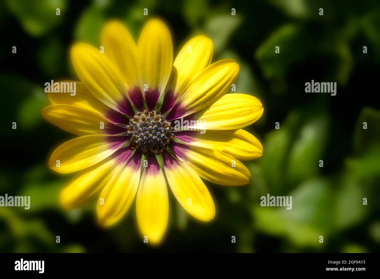 Delightful Osteospermum 'Blue Eyed Beauty’, African daisy 'Blue Eyed ...