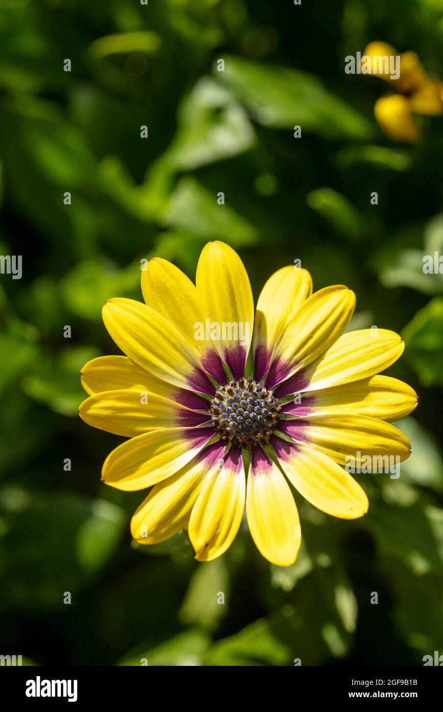 Delightful Osteospermum 'Blue Eyed Beauty’, African daisy 'Blue Eyed ...