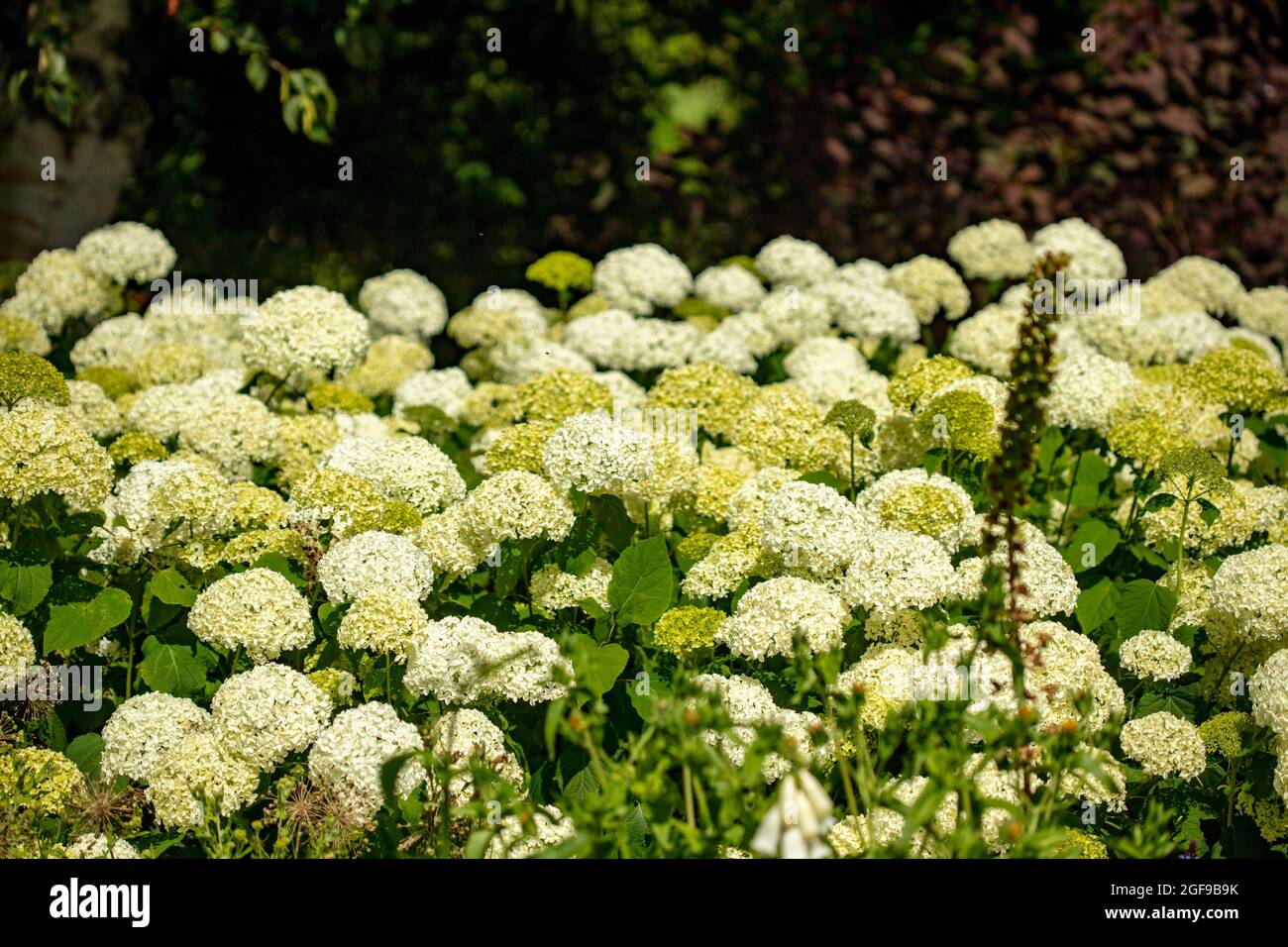 Striking Hydrangea arborescens Strong Annabelle ('Abetwo') flowering in ...