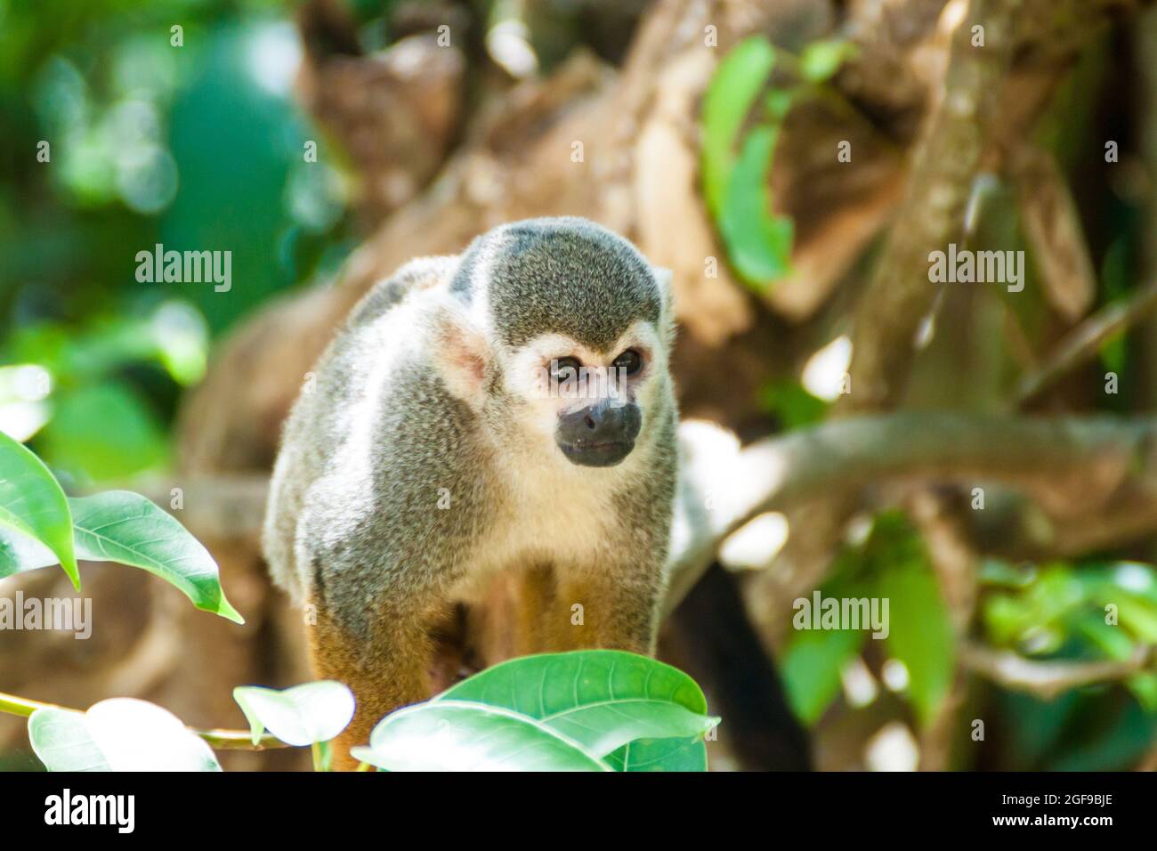 Squirrel monkey at Ile Royale, one of the islands of Iles du Salut ...