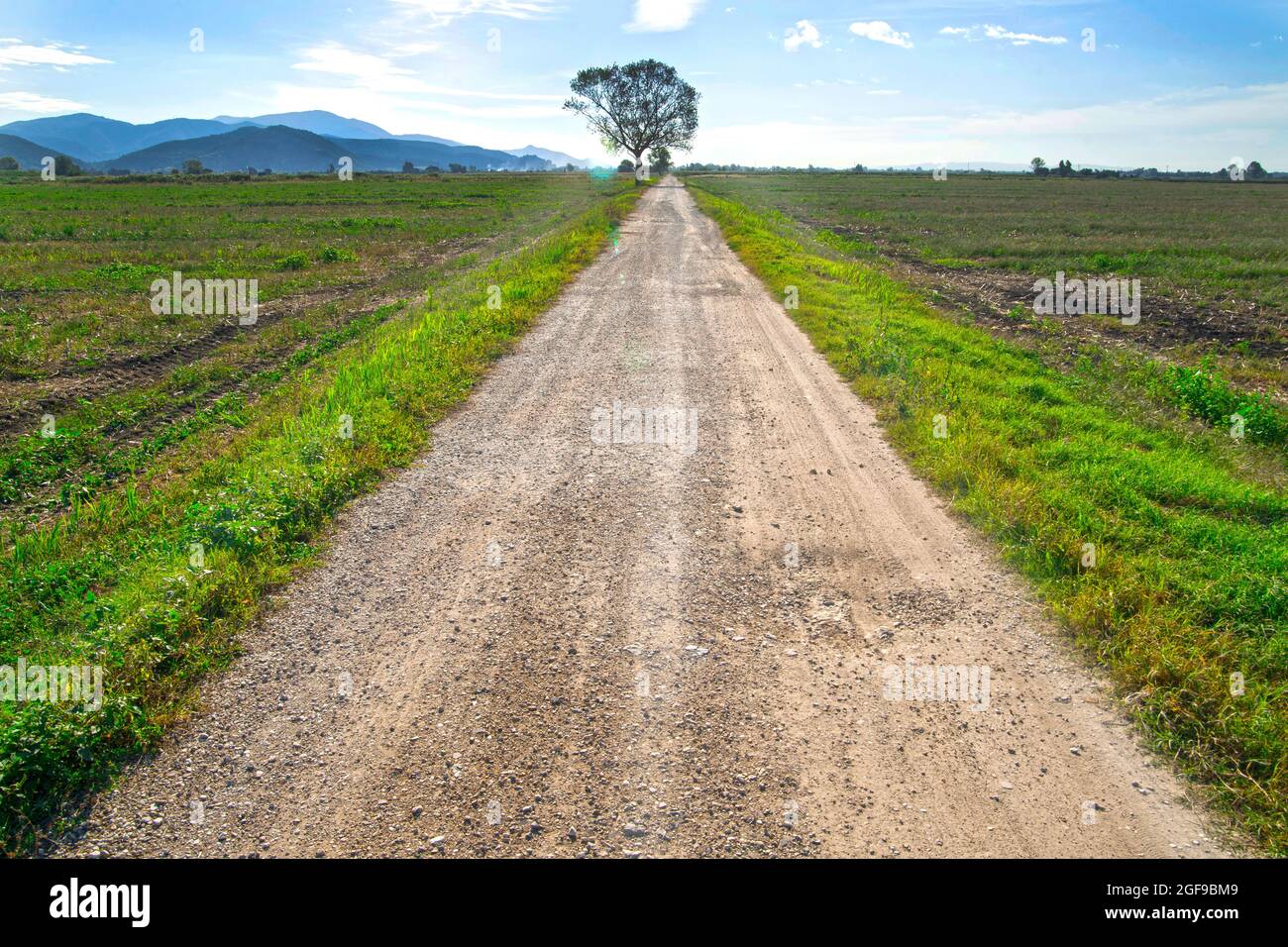 Road open countryside with tree on the horizon Stock Photo - Alamy