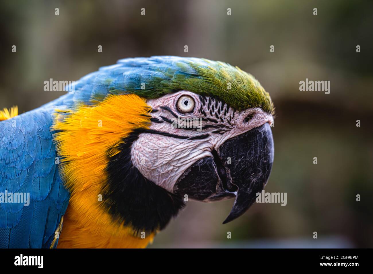 brazilian macaw, elderly bird, typical of the amazon, called canindé ...