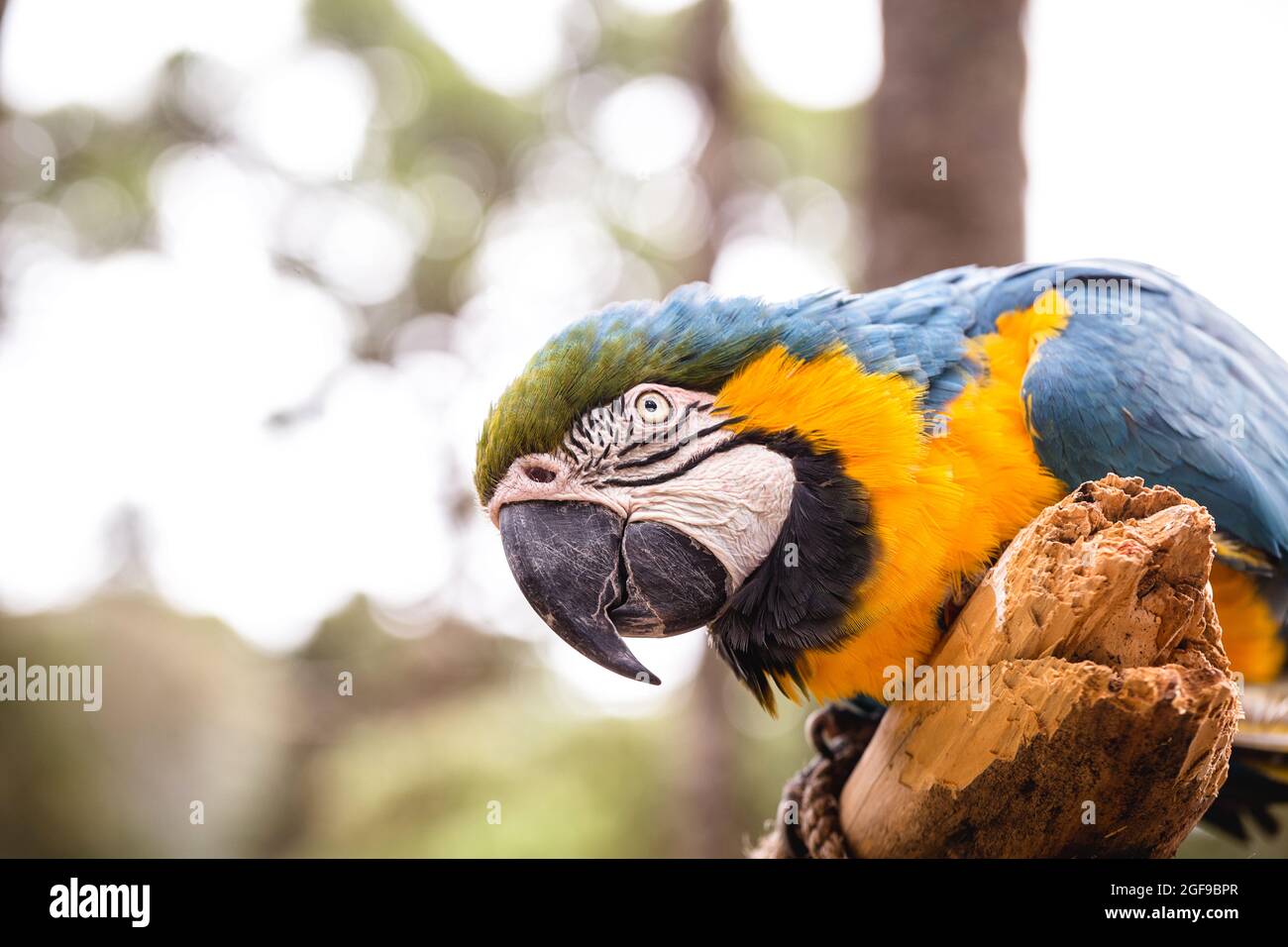brazilian macaw, elderly bird, typical of the amazon, called canindé ...