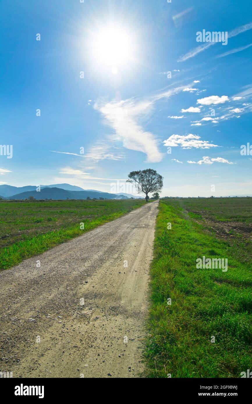 Road open countryside with tree on the horizon Stock Photo - Alamy