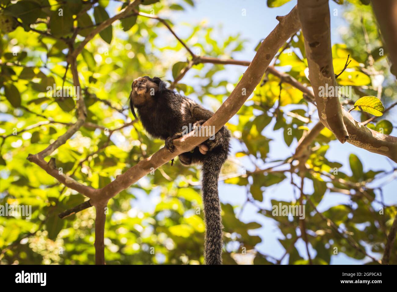 golden lion tamarin, Brazilian animal native to the Atlantic Forest ...