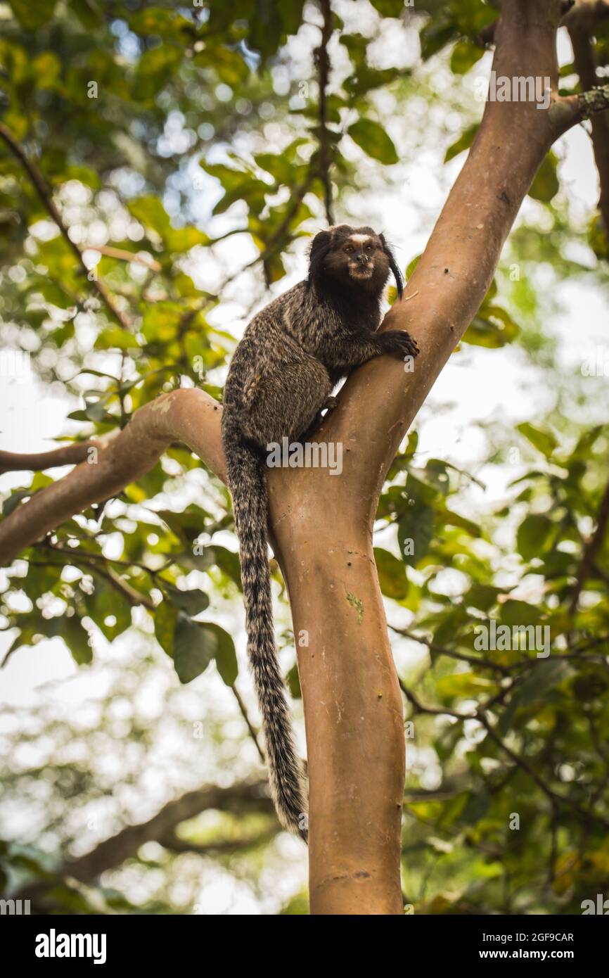golden lion tamarin monkeys in tree, Brazilian fauna Stock Photo - Alamy