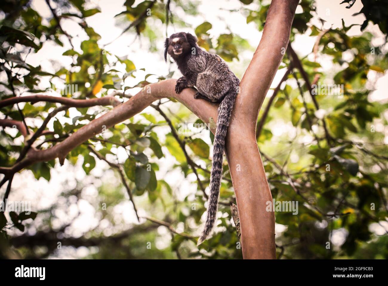 golden lion tamarin monkeys in tree, Brazilian fauna Stock Photo - Alamy