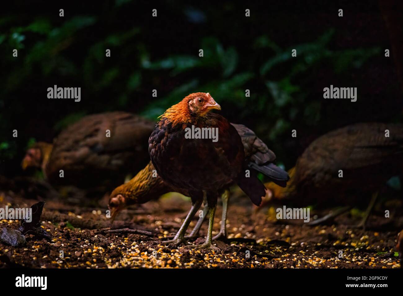 Red Junglefowl - Gallus gallus tropical bird in nature thailand Stock ...