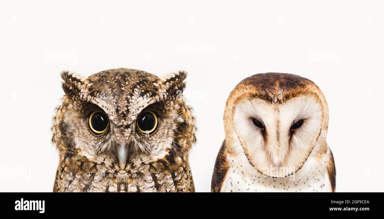 two owls with isolated white background, bird look Stock Photo - Alamy
