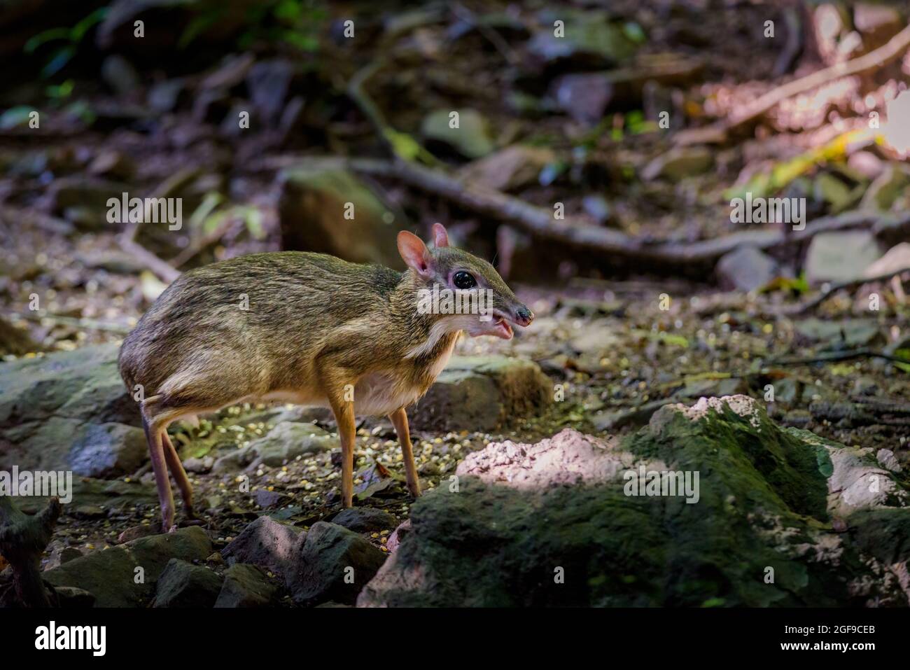 Lesser mouse-deer (Tragulus kanchil) walking in real nature Stock Photo ...