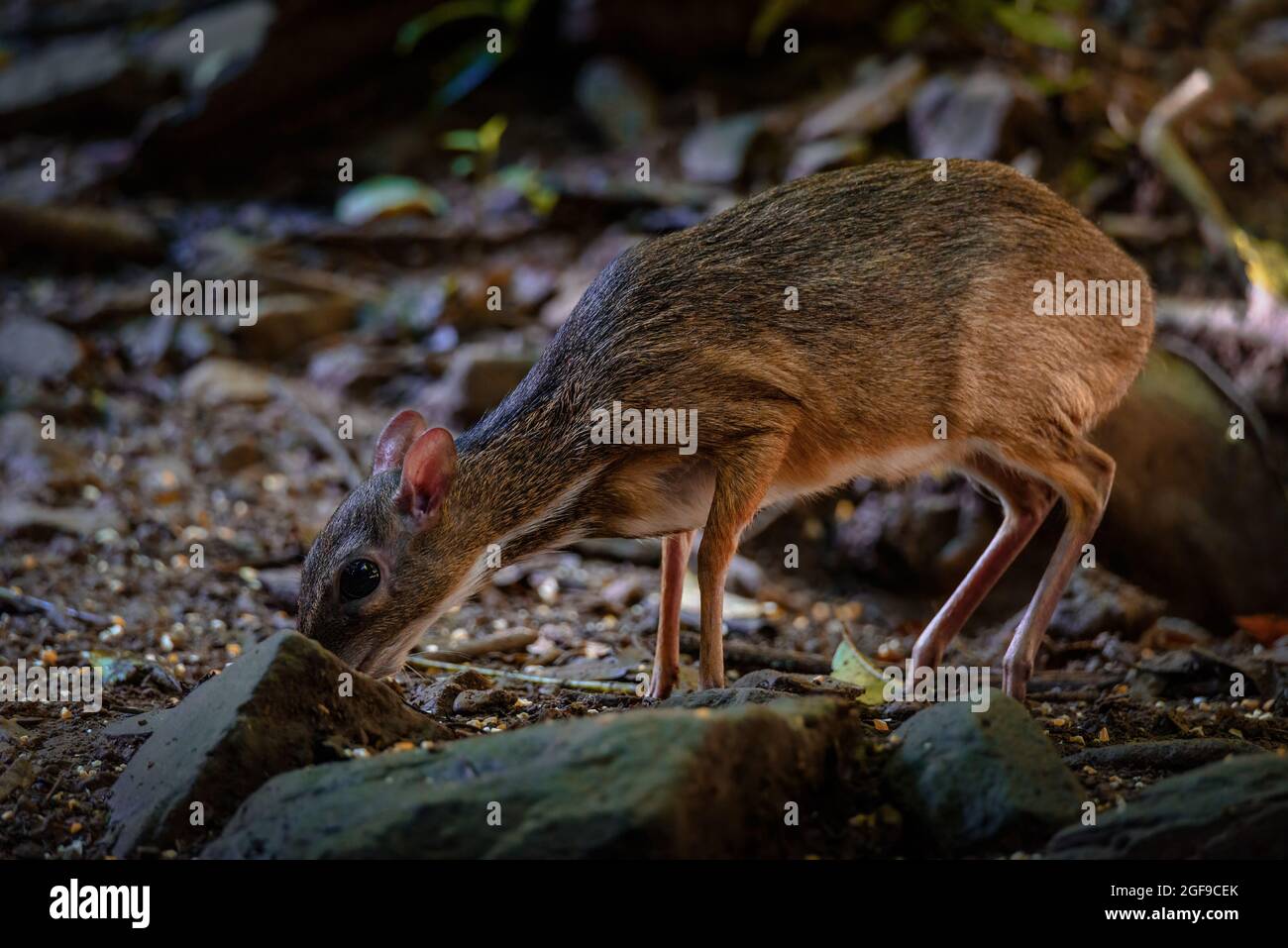 Lesser malay mouse deer hi-res stock photography and images - Alamy