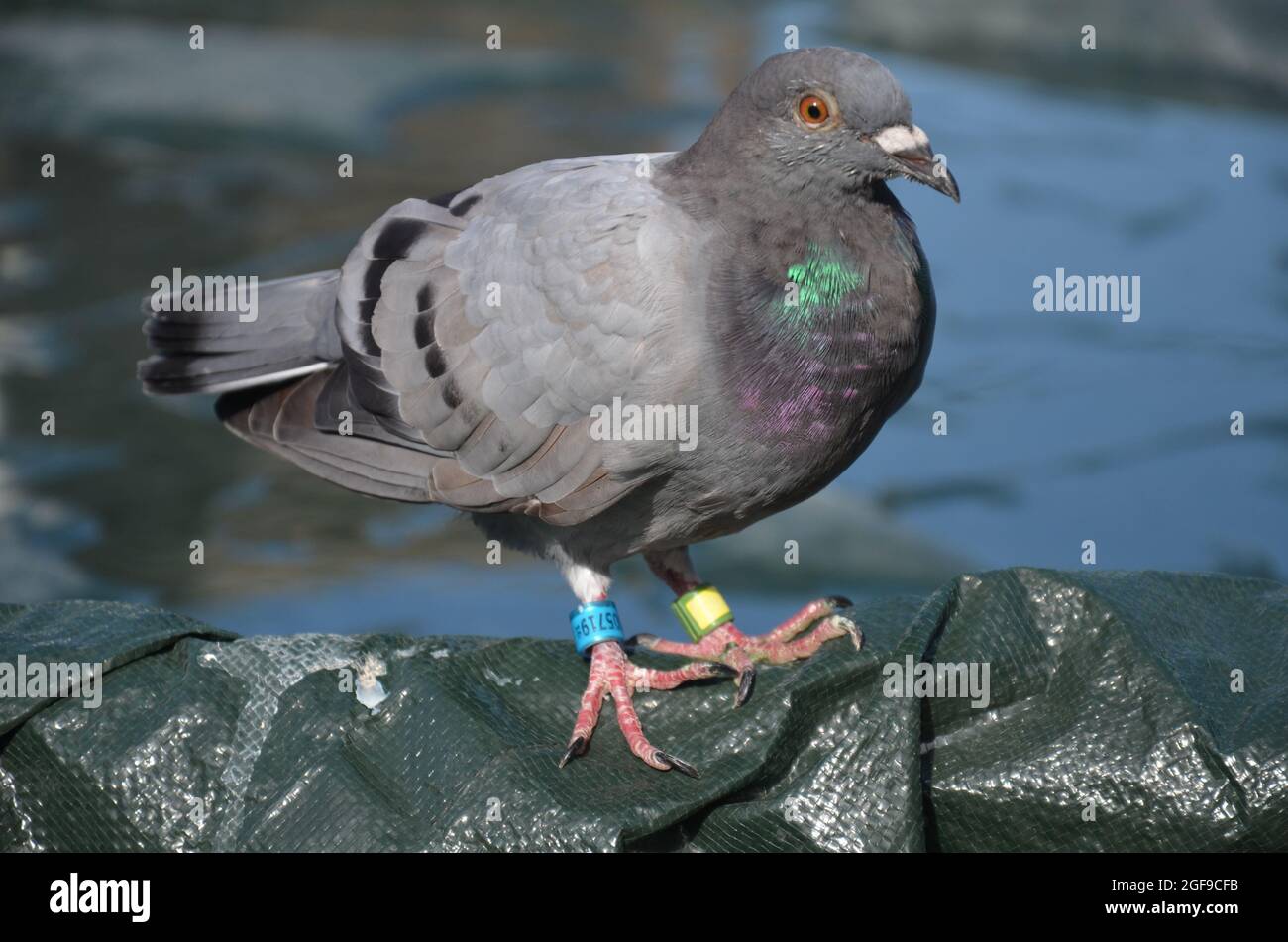 Brieftaube hi-res stock photography and images - Alamy