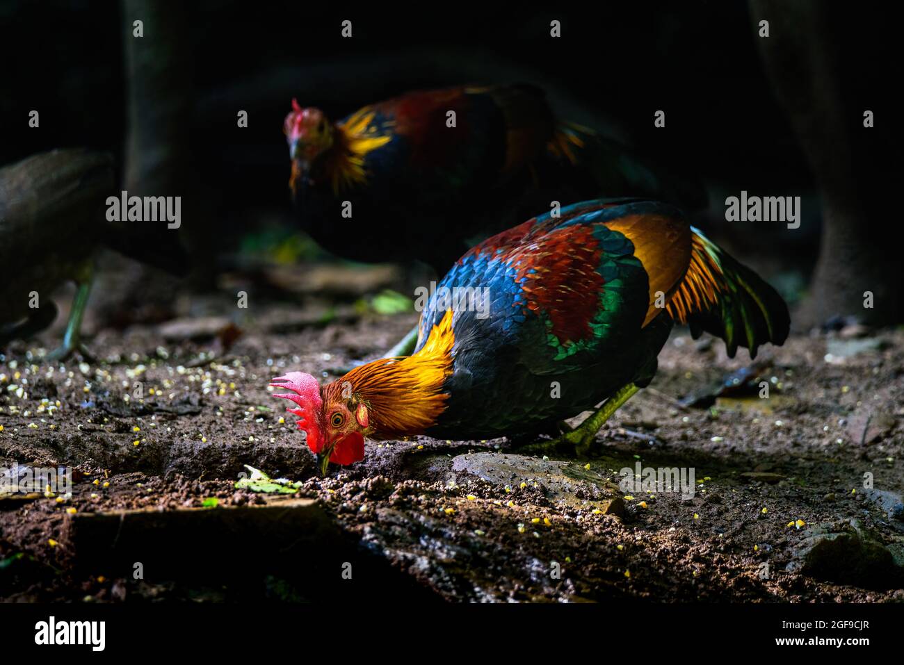 Red Junglefowl - Gallus gallus tropical bird in nature thailand Stock ...
