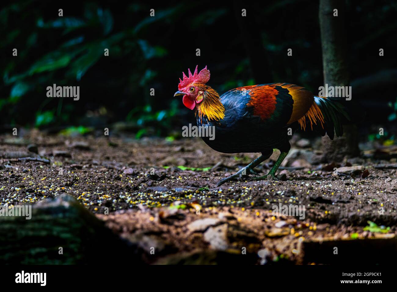 Red Junglefowl - Gallus gallus tropical bird in nature thailand Stock ...