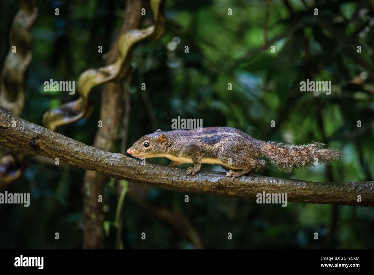squirrels are the members of the squirrel family (Sciuridae Stock Photo ...