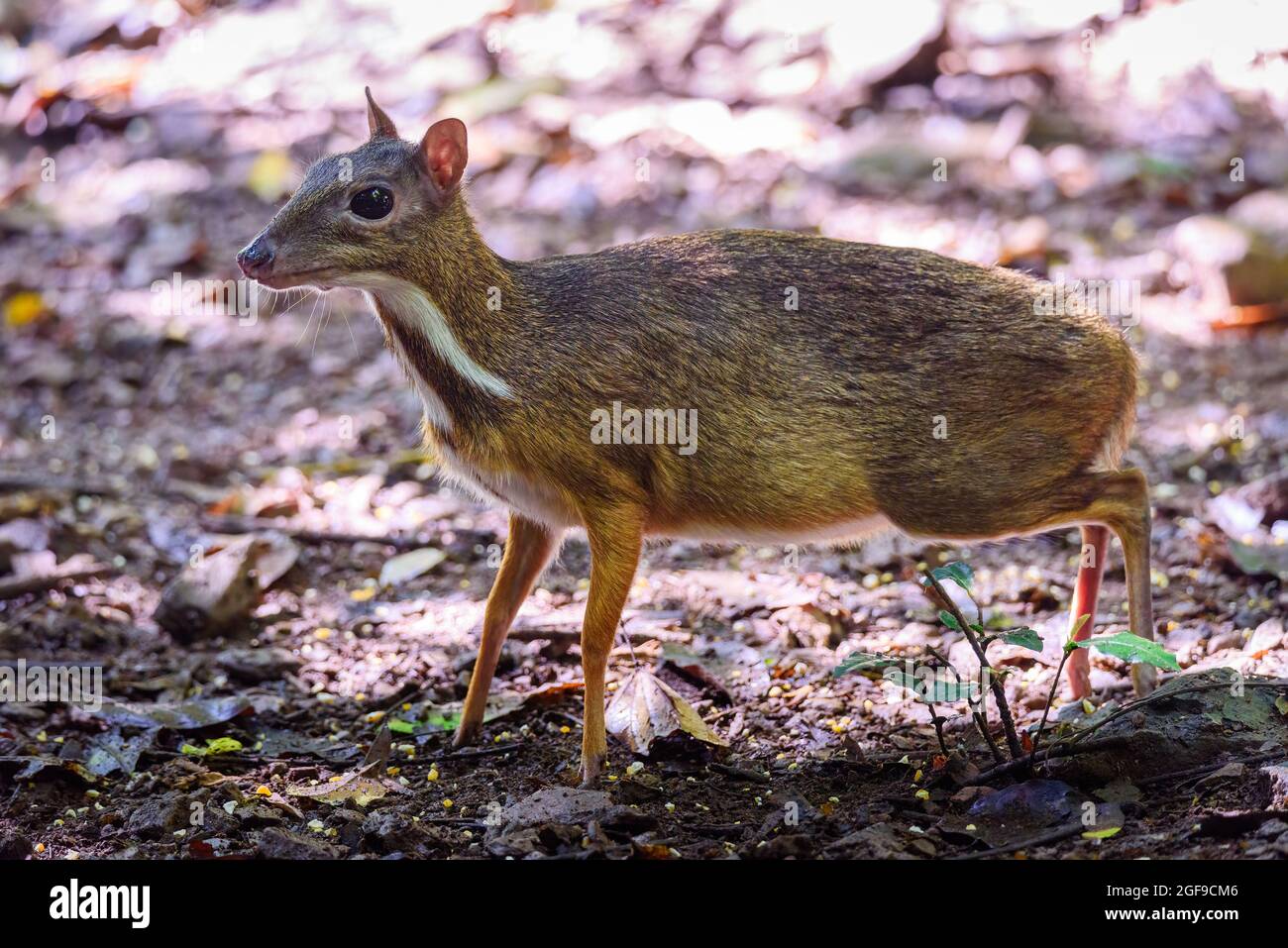 Malay mouse deer hi-res stock photography and images - Alamy