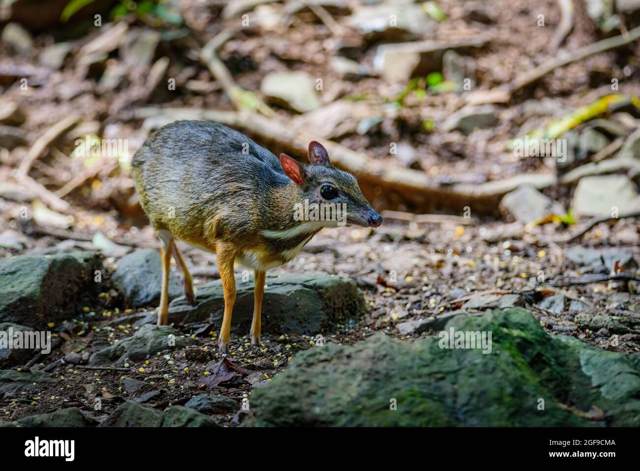 Lesser mouse-deer (Tragulus kanchil) walking in real nature Stock Photo ...