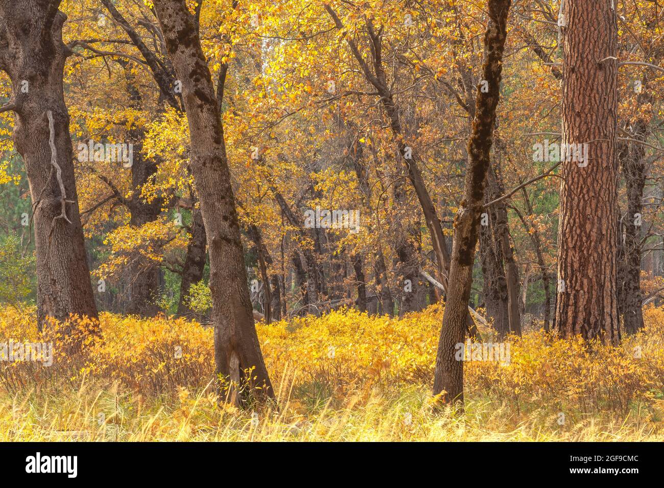 California black oak trees Quercus kelloggii in their fall foliage at ...