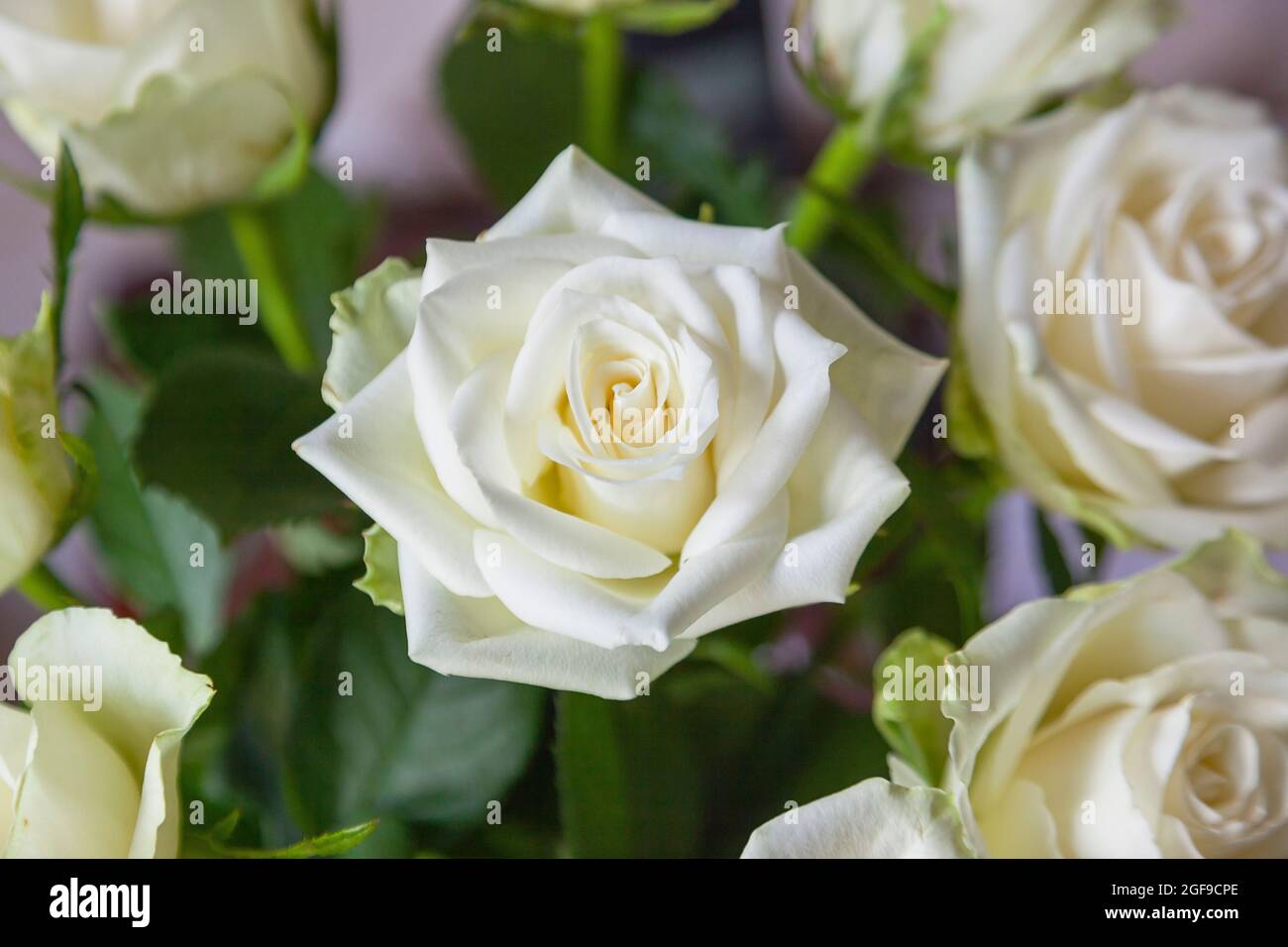 Flora rosa hi-res stock photography and images - Alamy