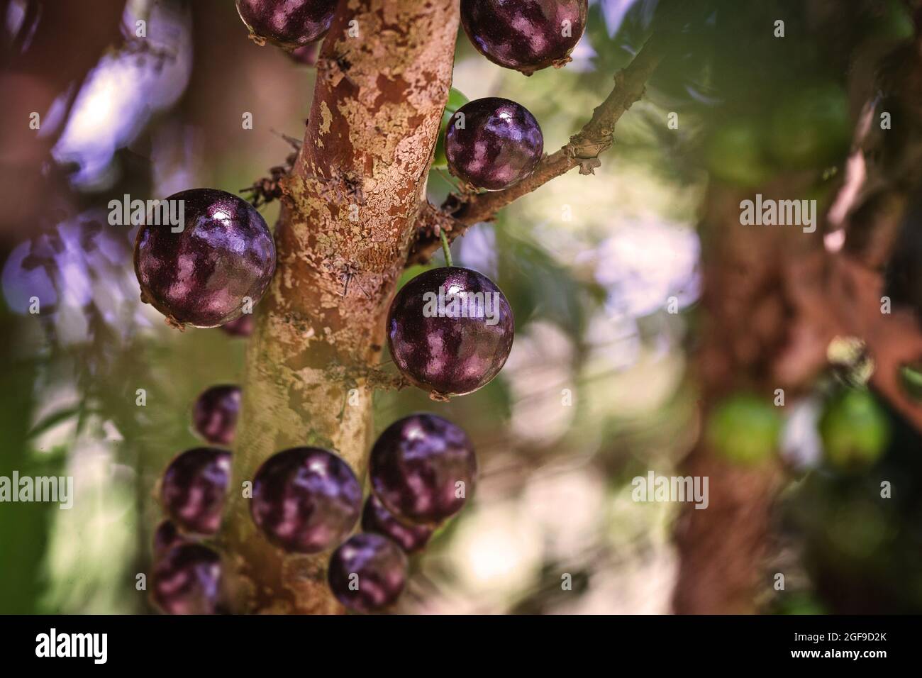 Fruit of the jabuticaba. The exotic fruit of jabuticaba that grows on ...