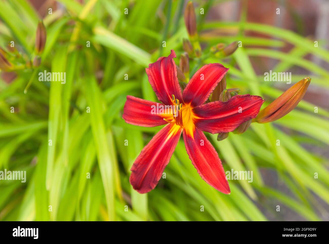 Flora, Flowers, Hermerocallis, Lily, Red coloured Day lily growing ...