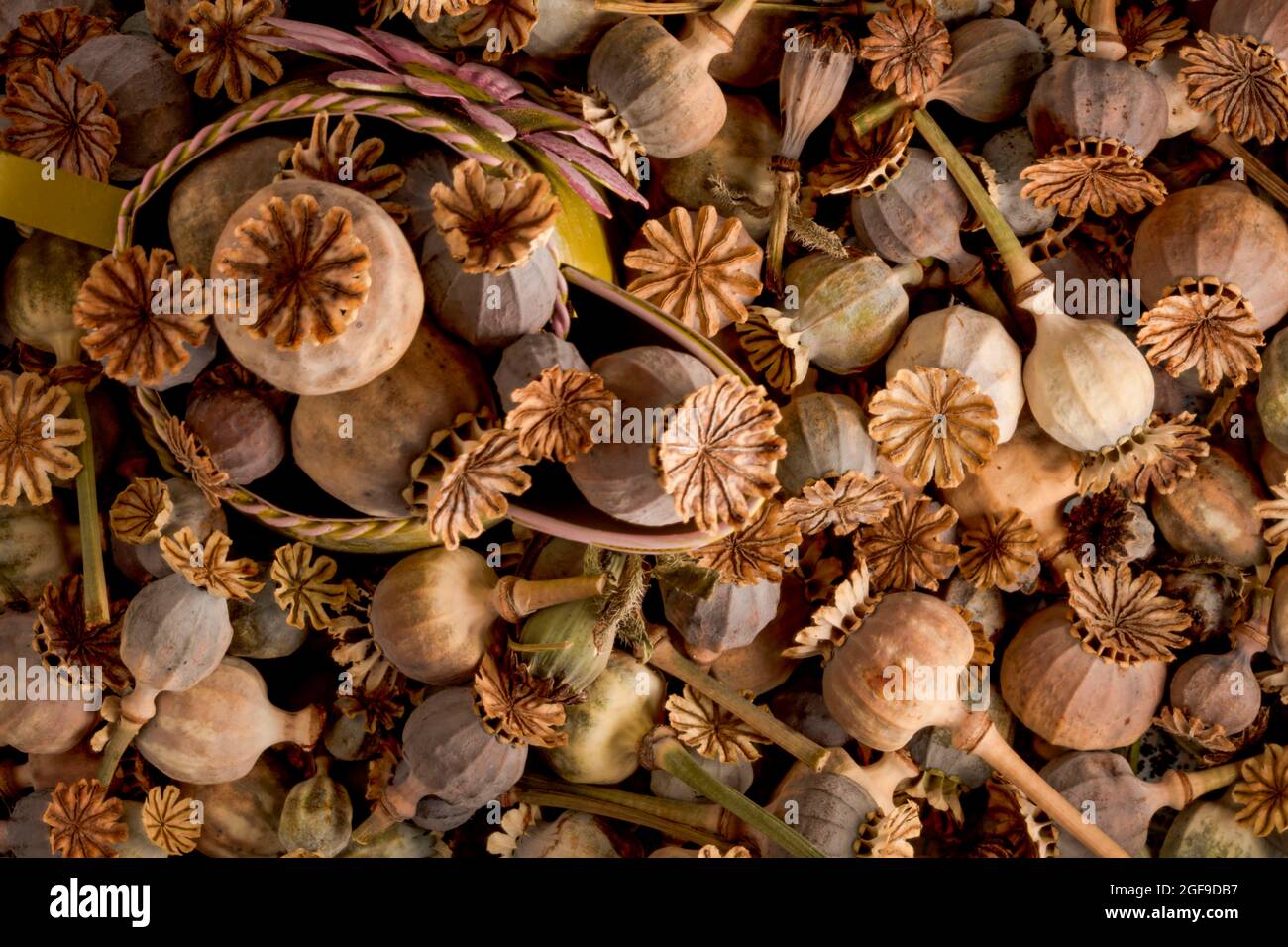 Intriguing natural still life of drying poppy seed heads (Papaver ...