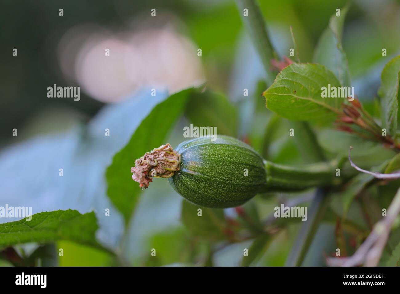 Botany cucurbita hi-res stock photography and images - Alamy