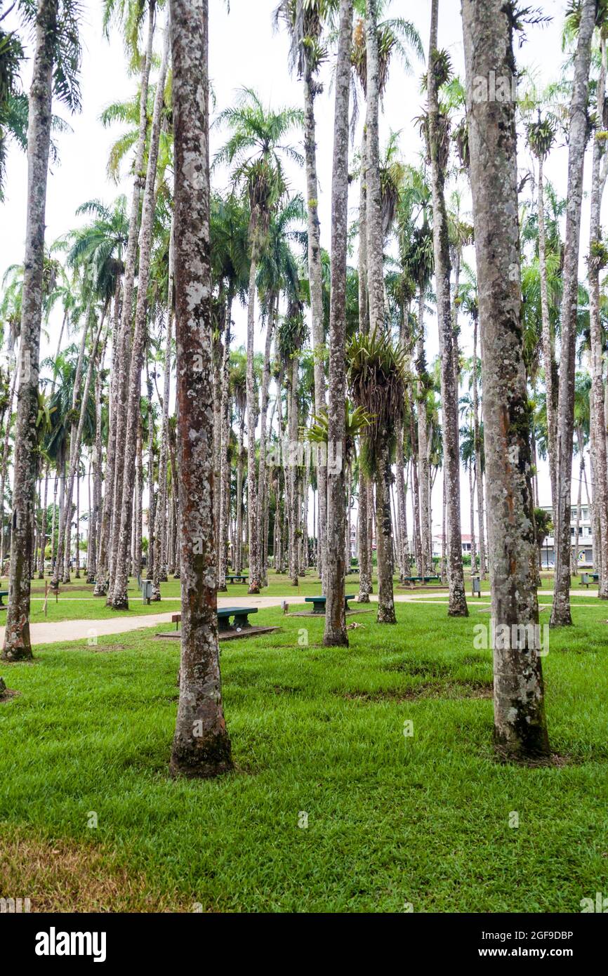Palmentuin park in Paramaribo, capital of Suriname Stock Photo - Alamy