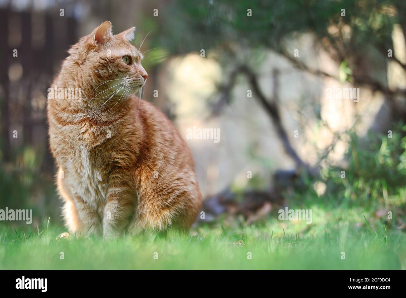 Side Portrait of Cute Ginger Cat Looking to the Right in the Garden ...