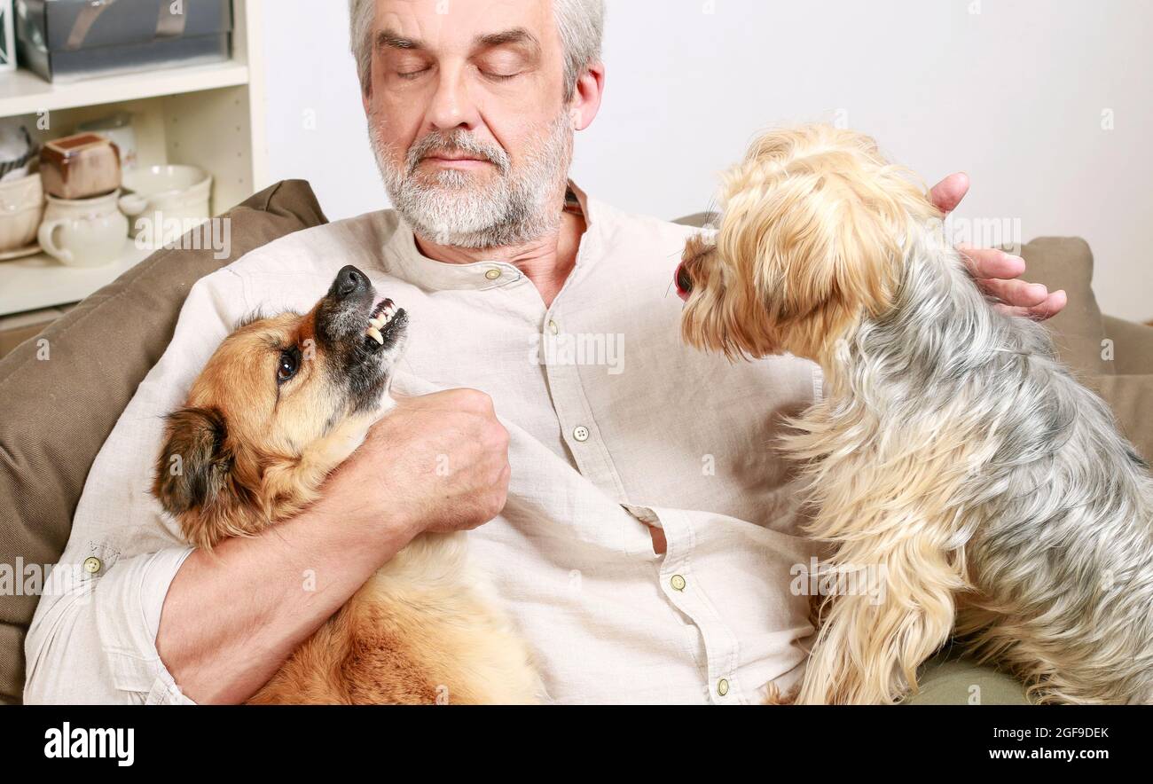 Dog growls at another dog. Man tries to calm down the dog. Lovely pets ...