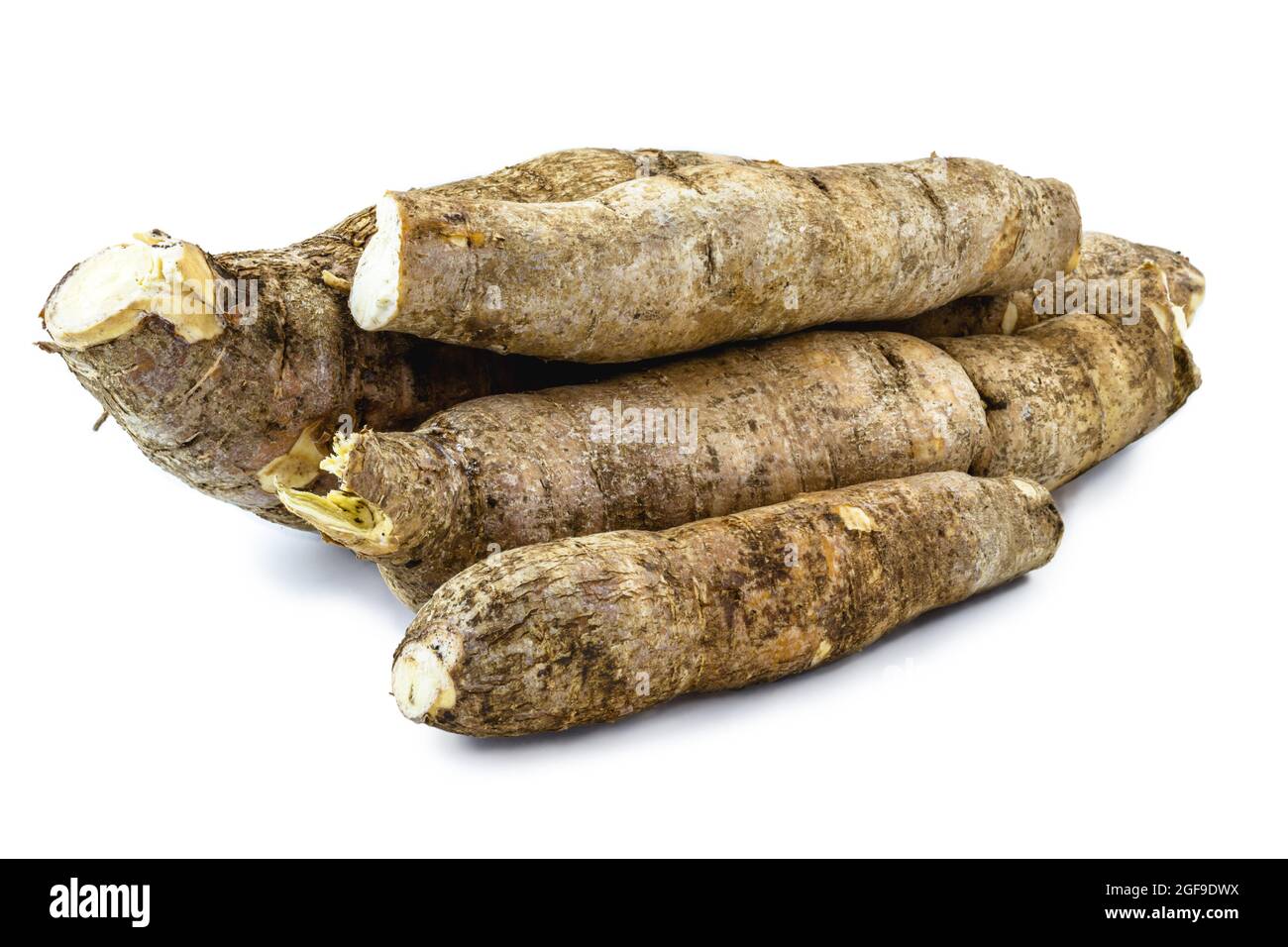 Brazilian cassava root used as an ingredient to make flour, isolated ...