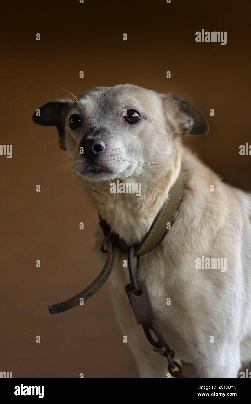 Cute charming dog in metal chains in summer daylight. Watchdog protects ...