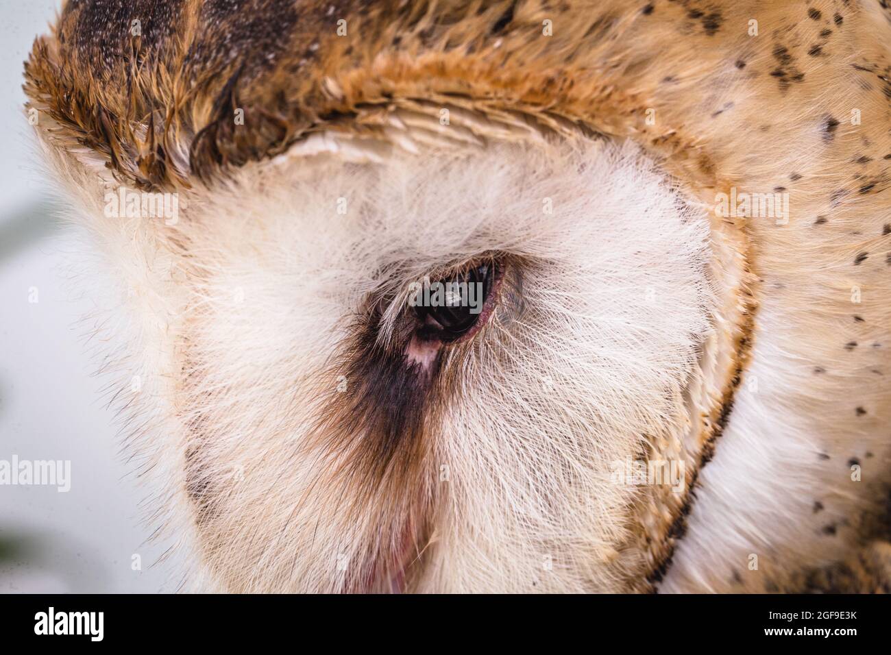 Owl towers hi-res stock photography and images - Alamy