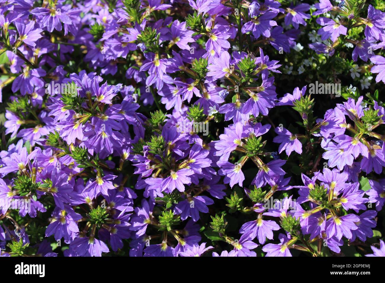 Fan flower hi-res stock photography and images - Alamy