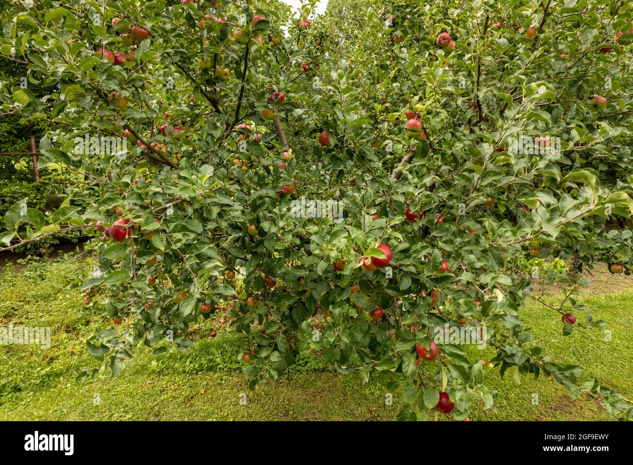Apple tree with juicy ripe red apples. Eco farming, home produce and ...
