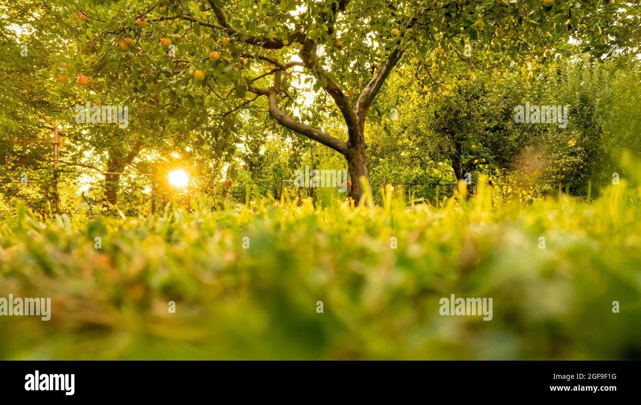 Beautiful garden with apple trees during summer sunset. Low angle of an ...