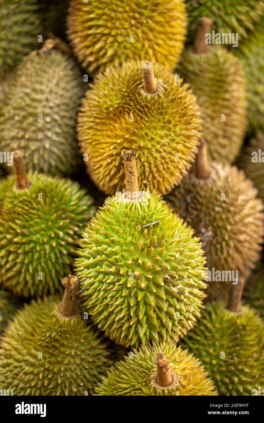 Many fresh durians in a market stall Stock Photo - Alamy
