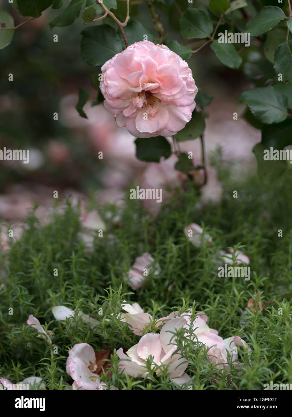 The ground under a pink shrub rose becoming covered in fallen petals ...