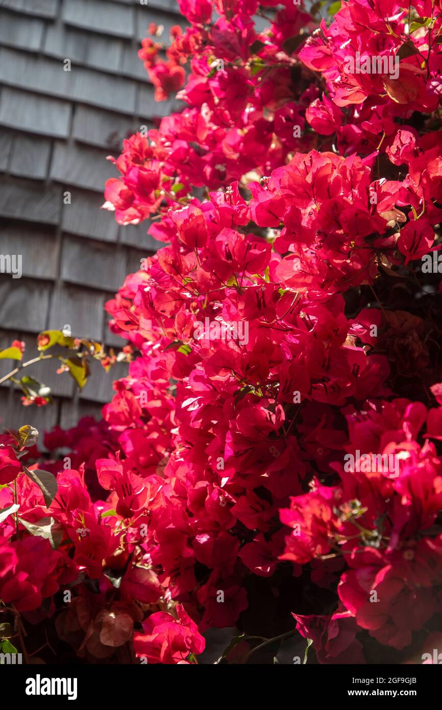 Bougainvilla hi-res stock photography and images - Alamy