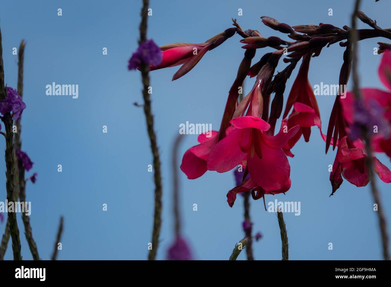 Corn flag hi-res stock photography and images - Alamy