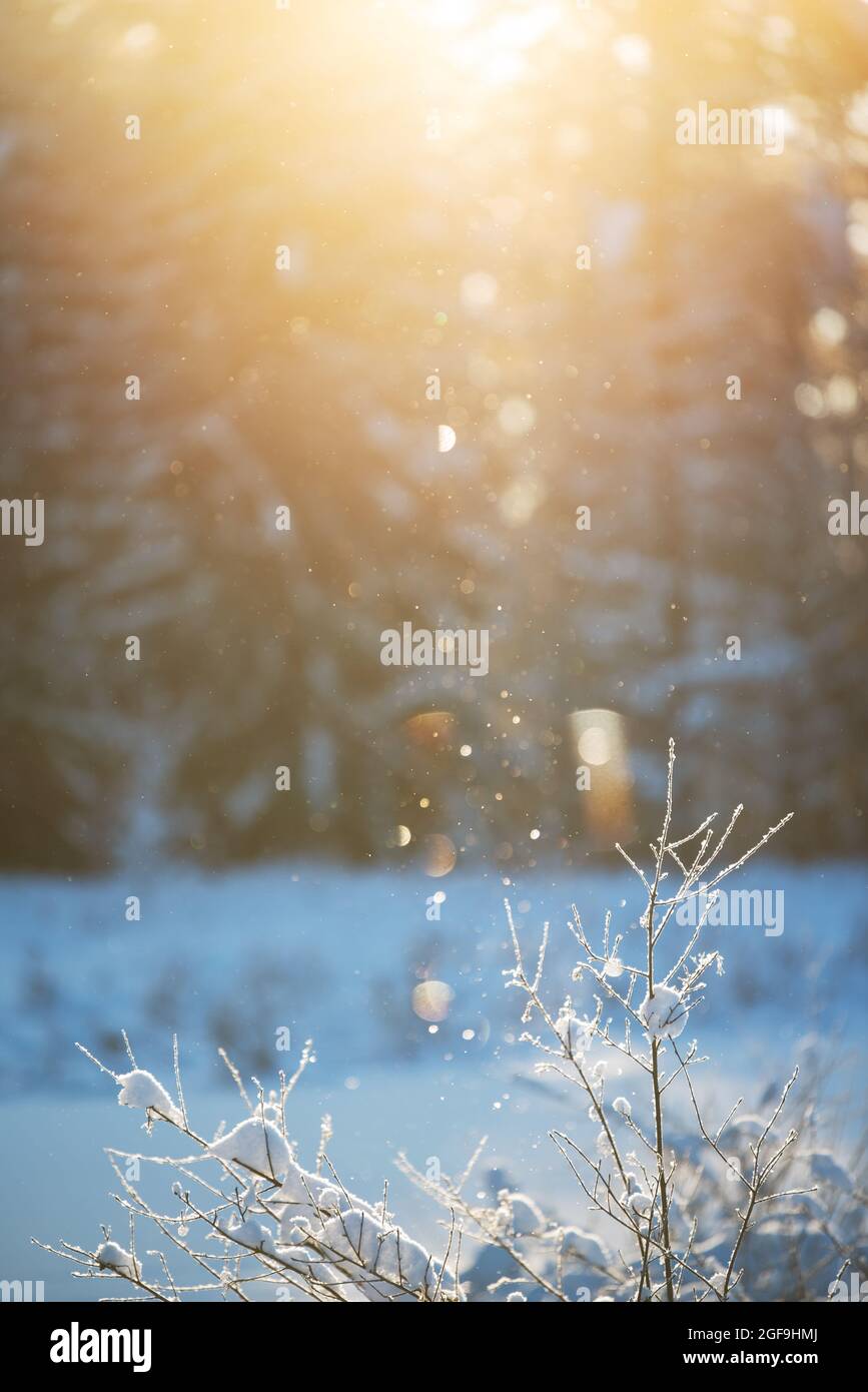 Winter background with snowy branches, diamond dust ice crystals ...