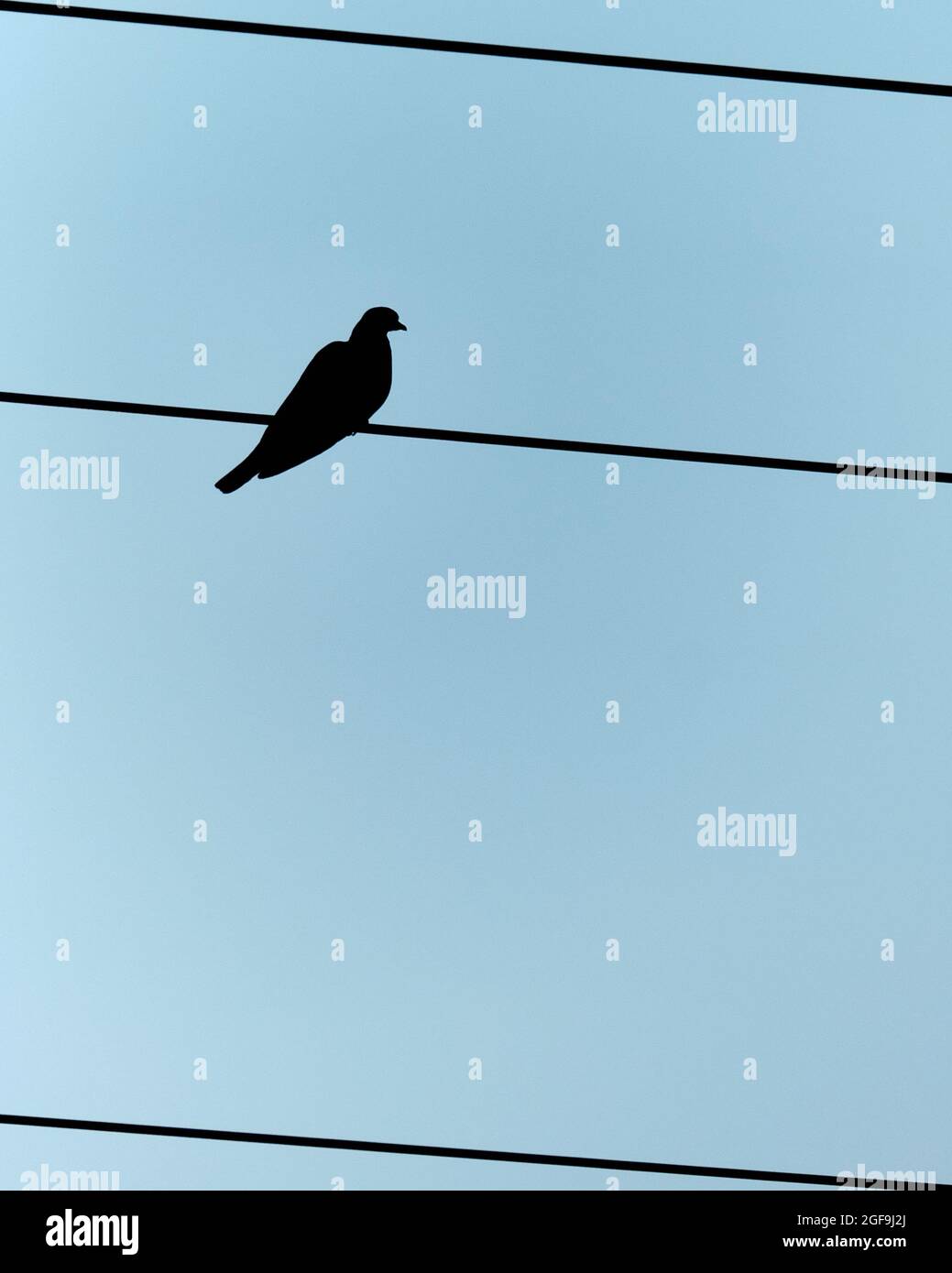 Vertical silhouette shot of a bird sitting on a cord with the blue ...