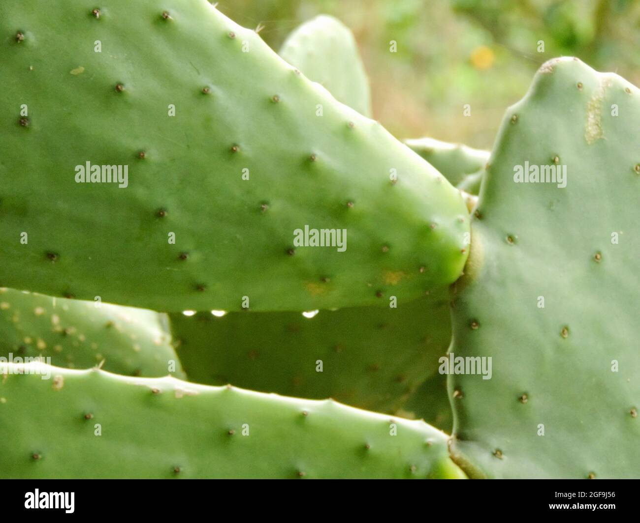 Eating cactus flower hi-res stock photography and images - Alamy