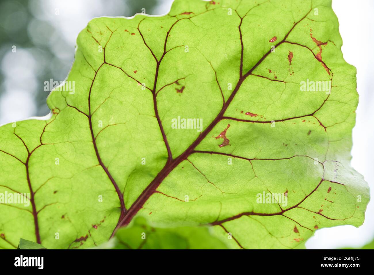 Beet leaf hi-res stock photography and images - Alamy