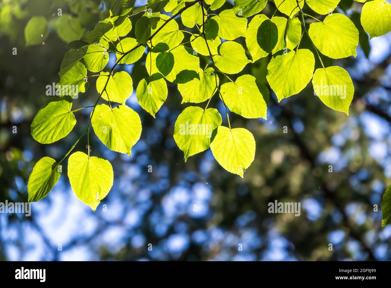 Common aspen summer leaves hi-res stock photography and images - Alamy