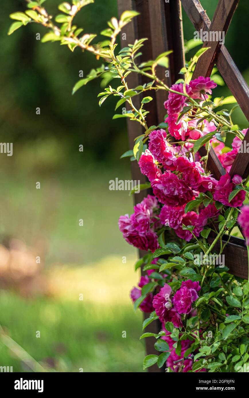 Vertical shot of climbing pink roses on a fence Stock Photo - Alamy