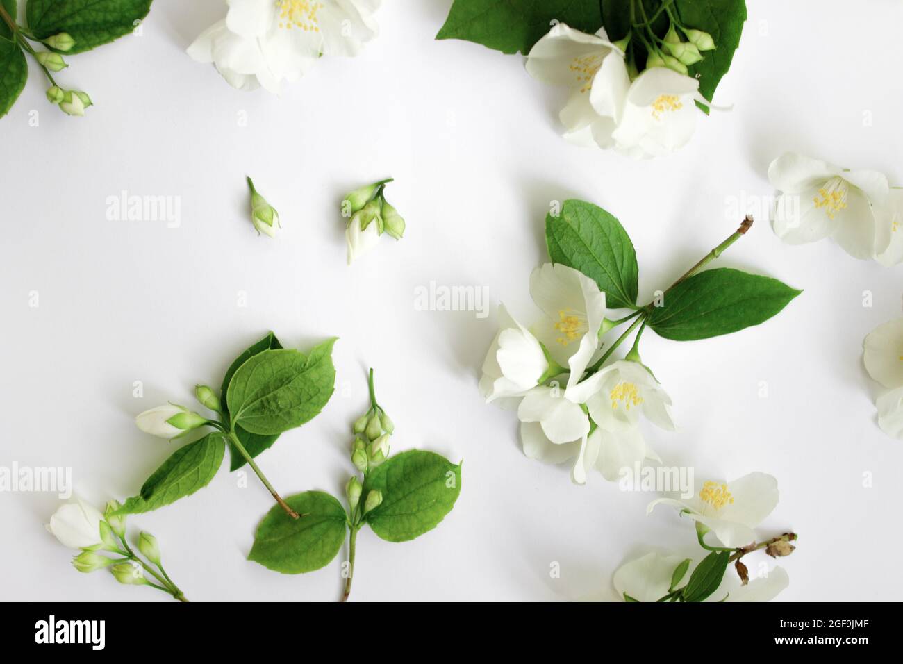 White Fresh Jasmine flowers on white background Stock Photo - Alamy