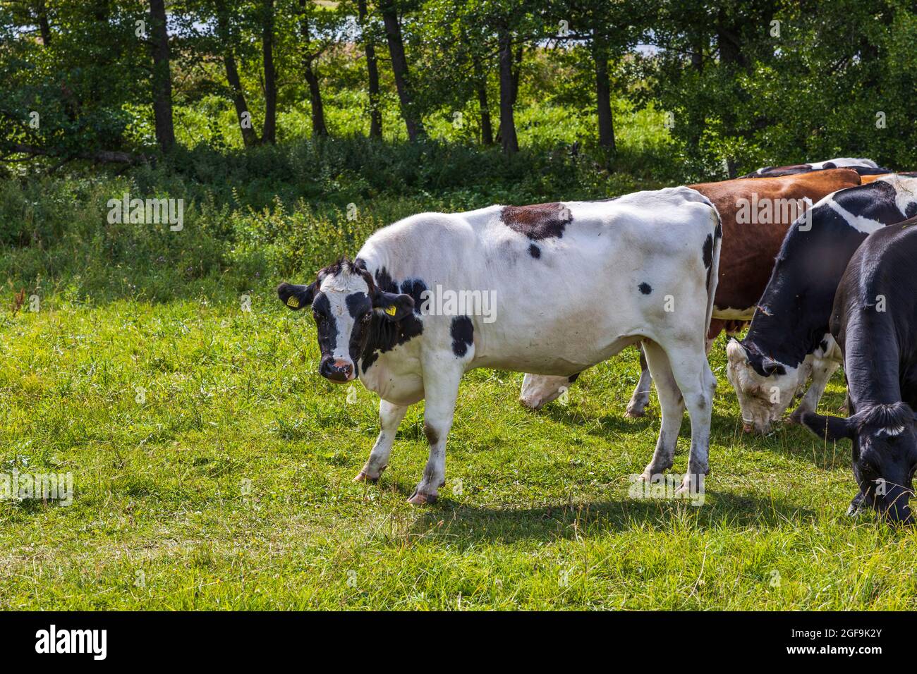 Close up view of white brown cows on pasture. Beautiful animals ...